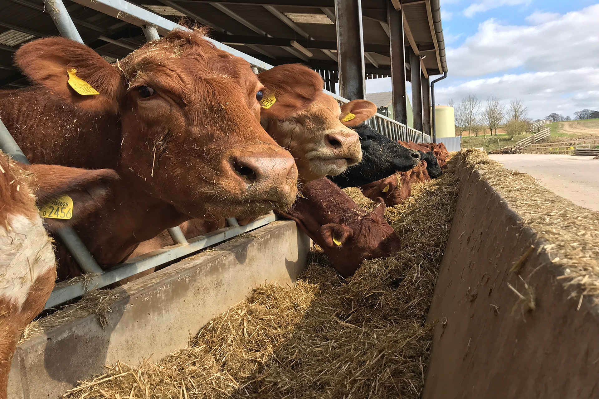 Concrete Feed Troughs | Concrete Specialists | Moore Concrete